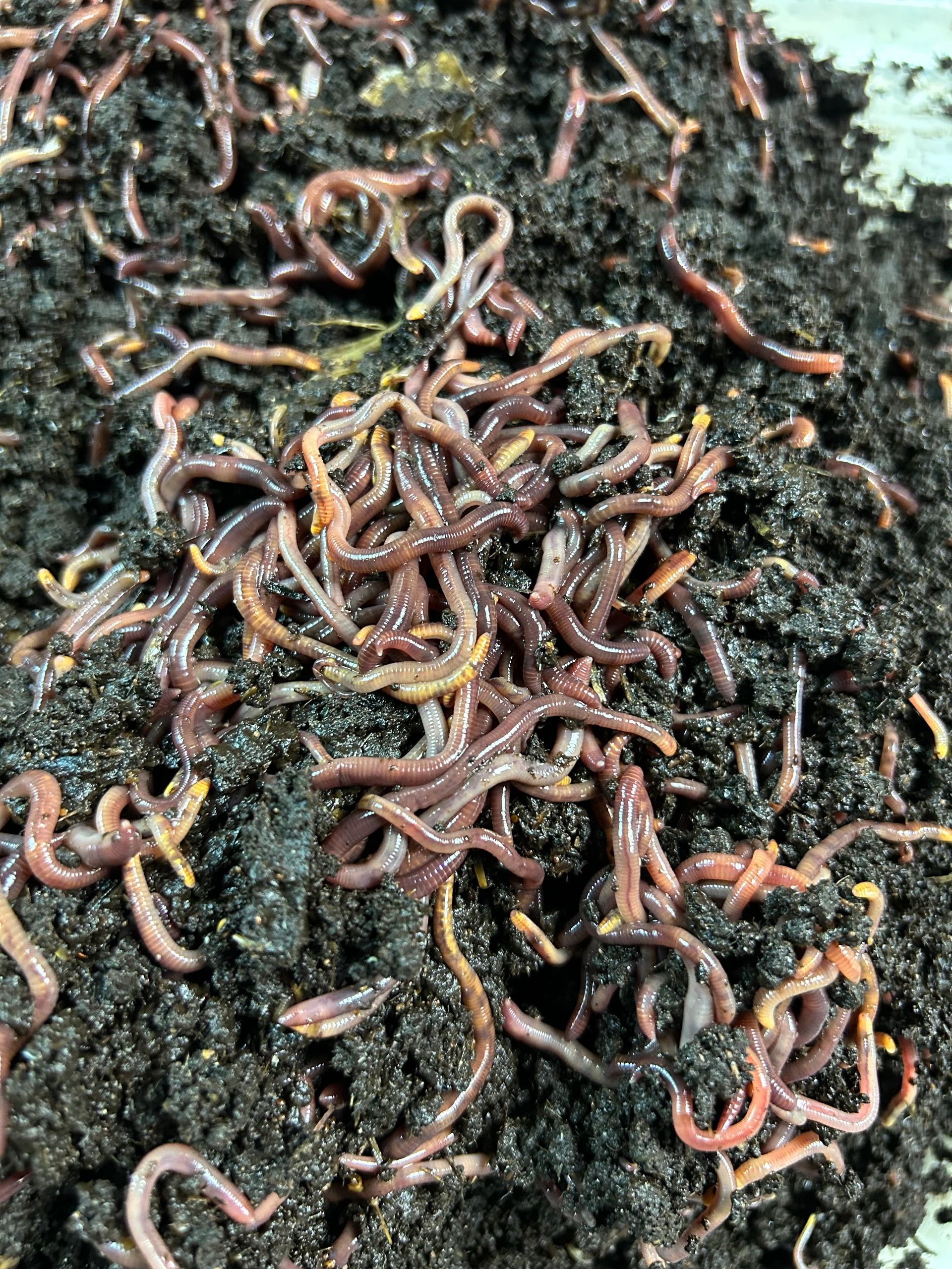 Buy Red Wigglers Online - RockinWorms