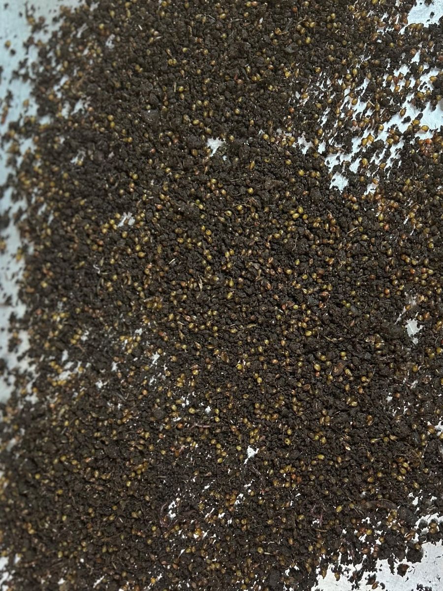 250 Premium Red Wiggler Cocoons