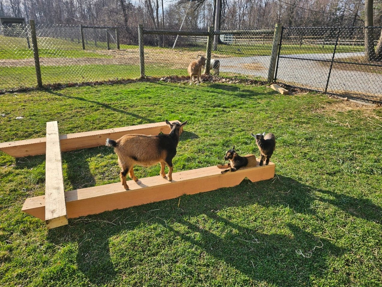 Home [littlemountainanimalsanctuary.org]