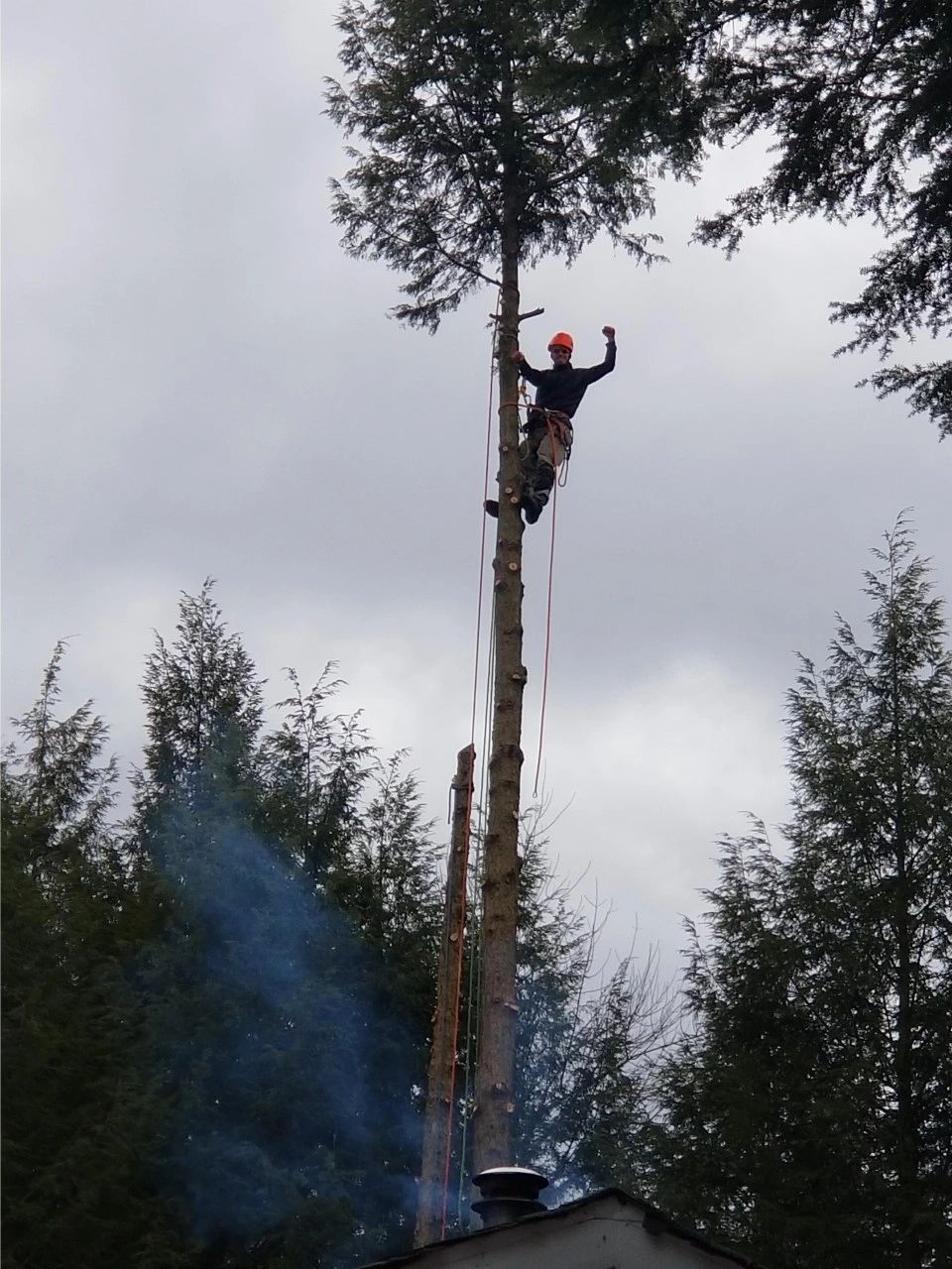 S4I - Tree Service, Stump Grinding