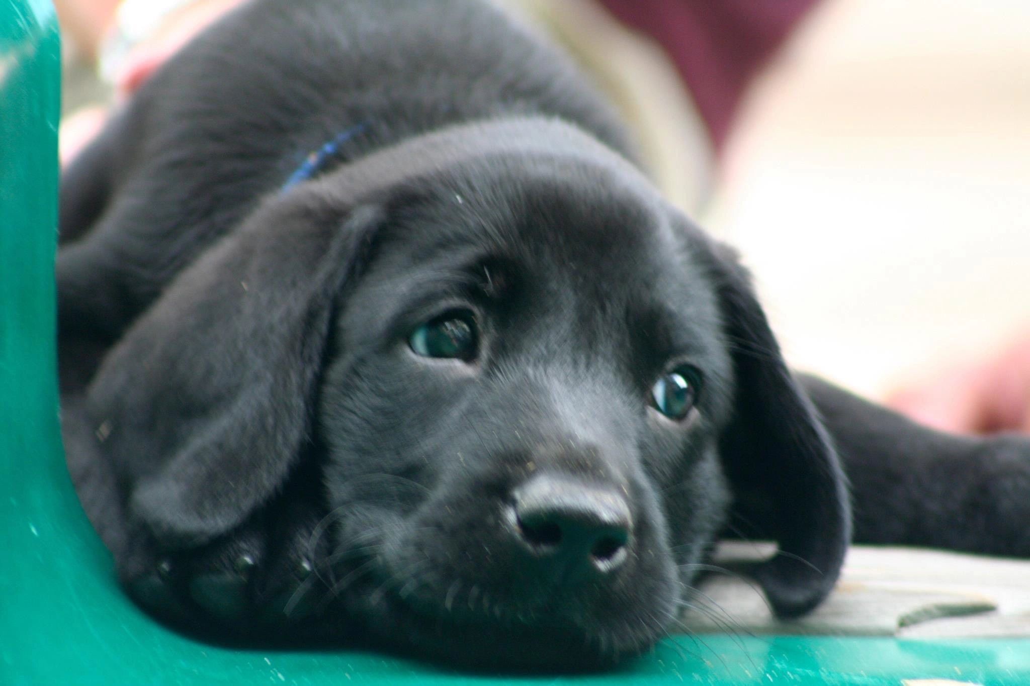 Rivers Edge Labradors - Robust Puppies Bred & Developed to Work