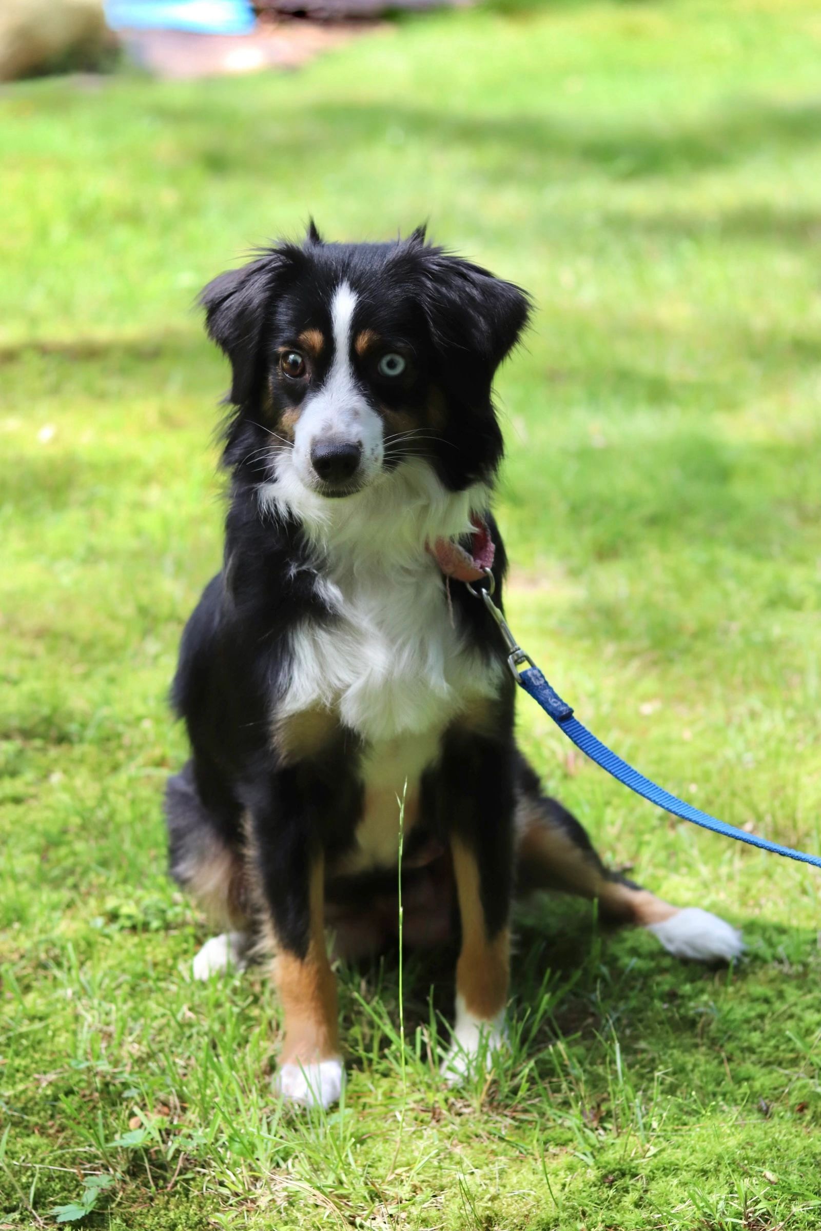 Aussies - Cape Cod, Mini Aussie Puppies, Aussie Puppies