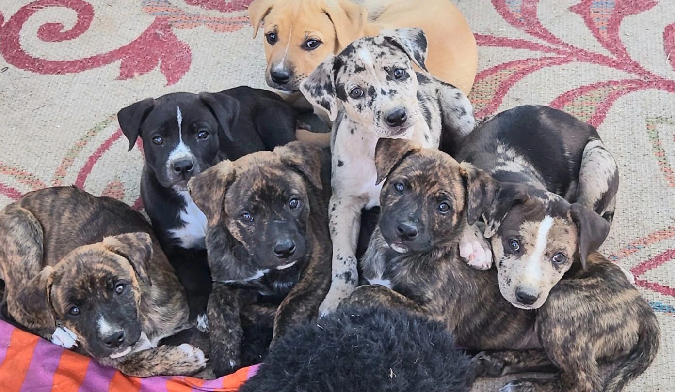 WELCOME [piperspathrescue.org]