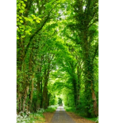 Canopy Counseling, LLC - Grief Counseling, Individual Counseling