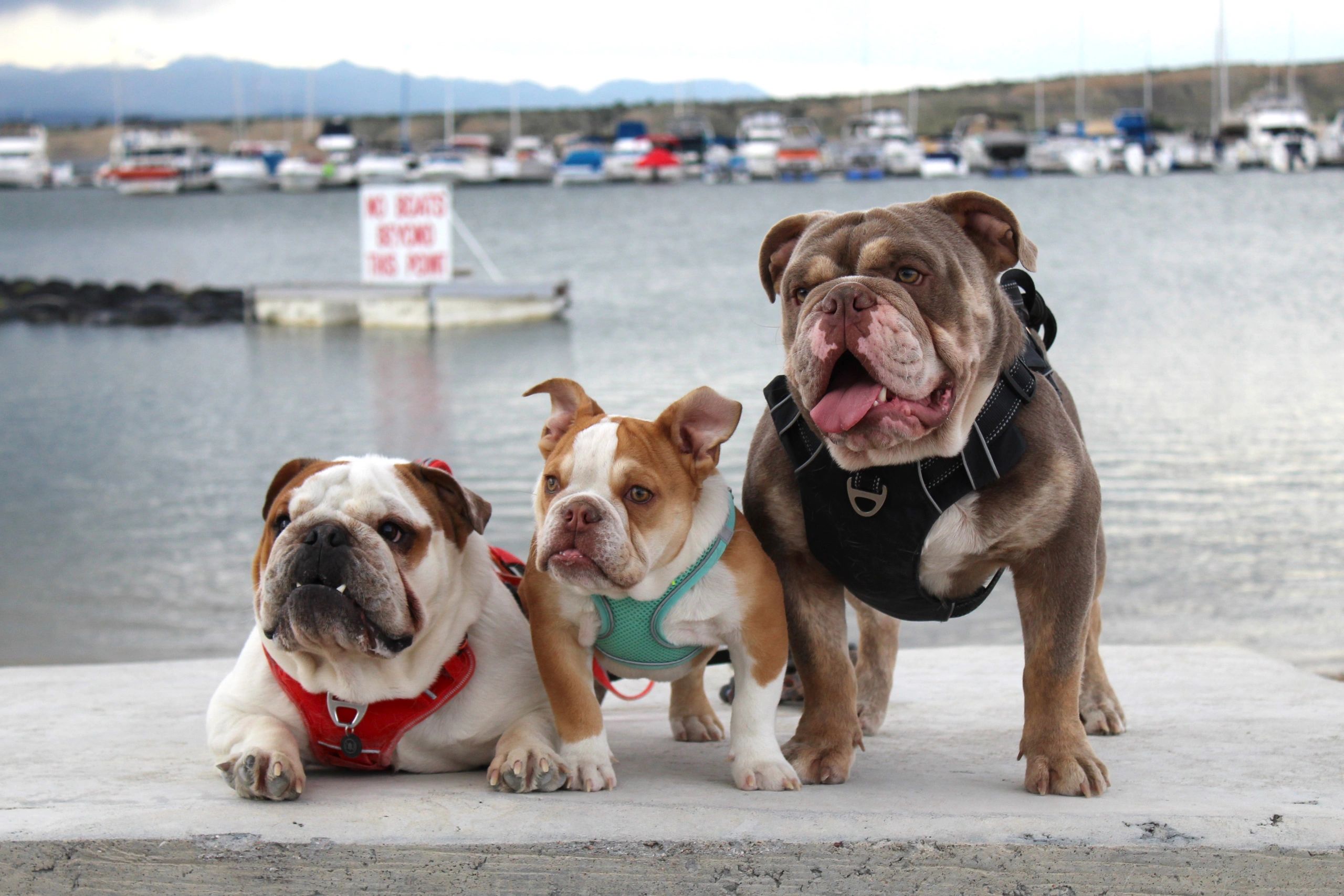 Bulldog - Best Dressed Bulldogs