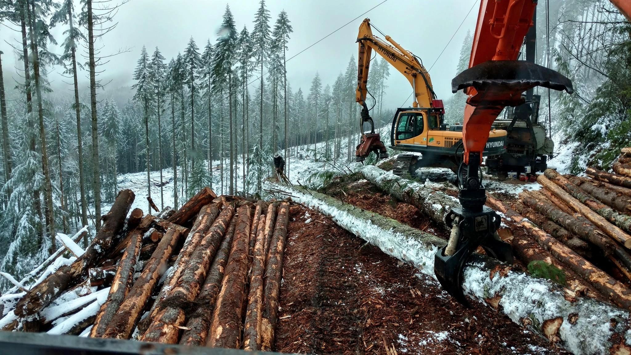 Gulley Logging