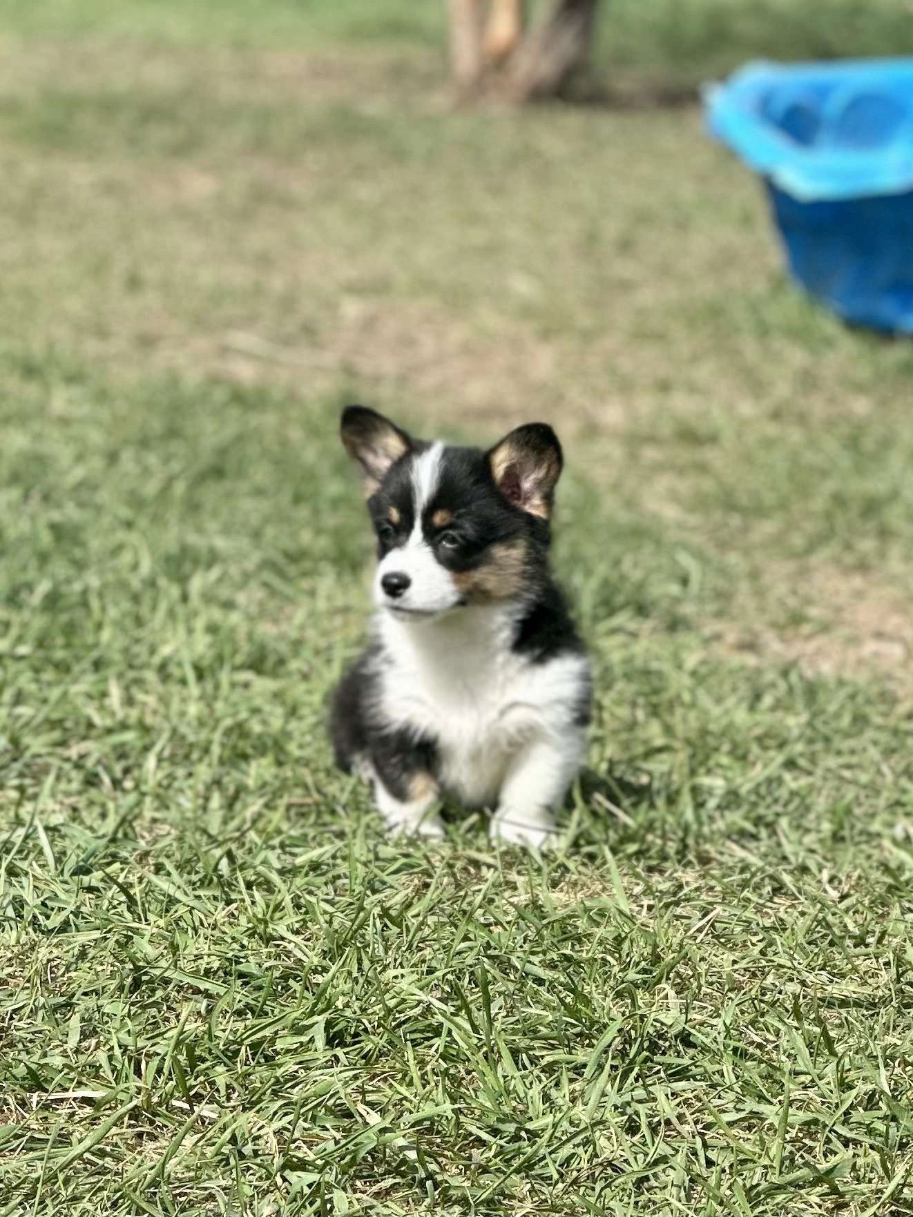 HOME [reigningcorgis.com]