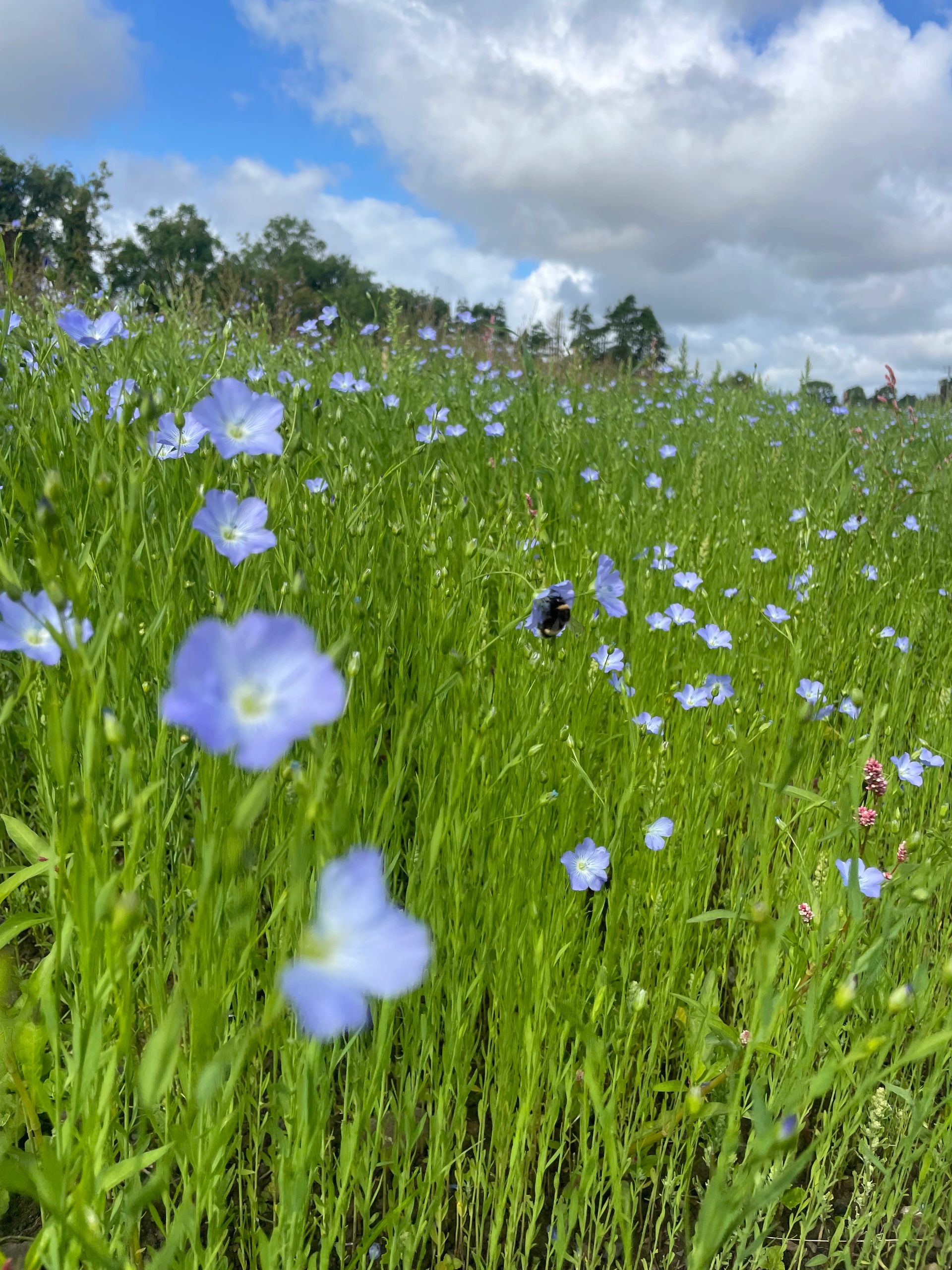 Indoor Dining Demos | Old Stonewall Farm