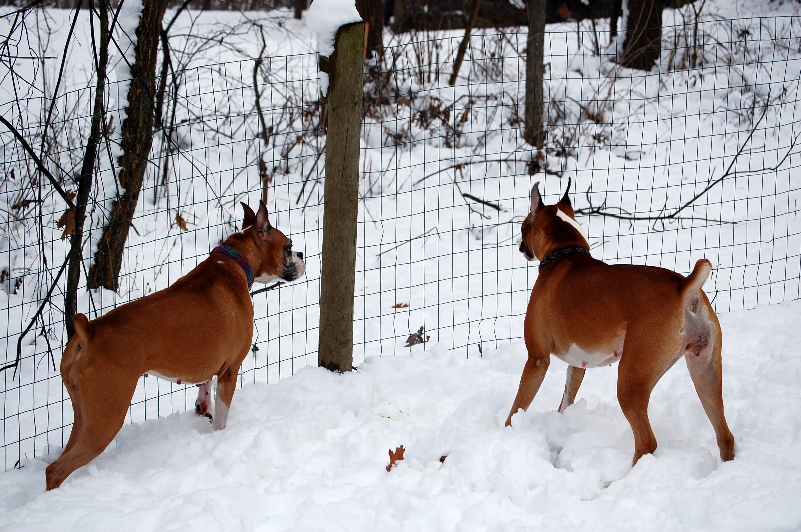 Conformation classes | ThunderBay Boxers