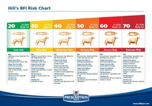 Know the Risks of Pet Obesity