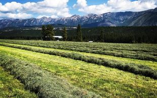 Lantz Farms - Farm - Wasa, British Columbia