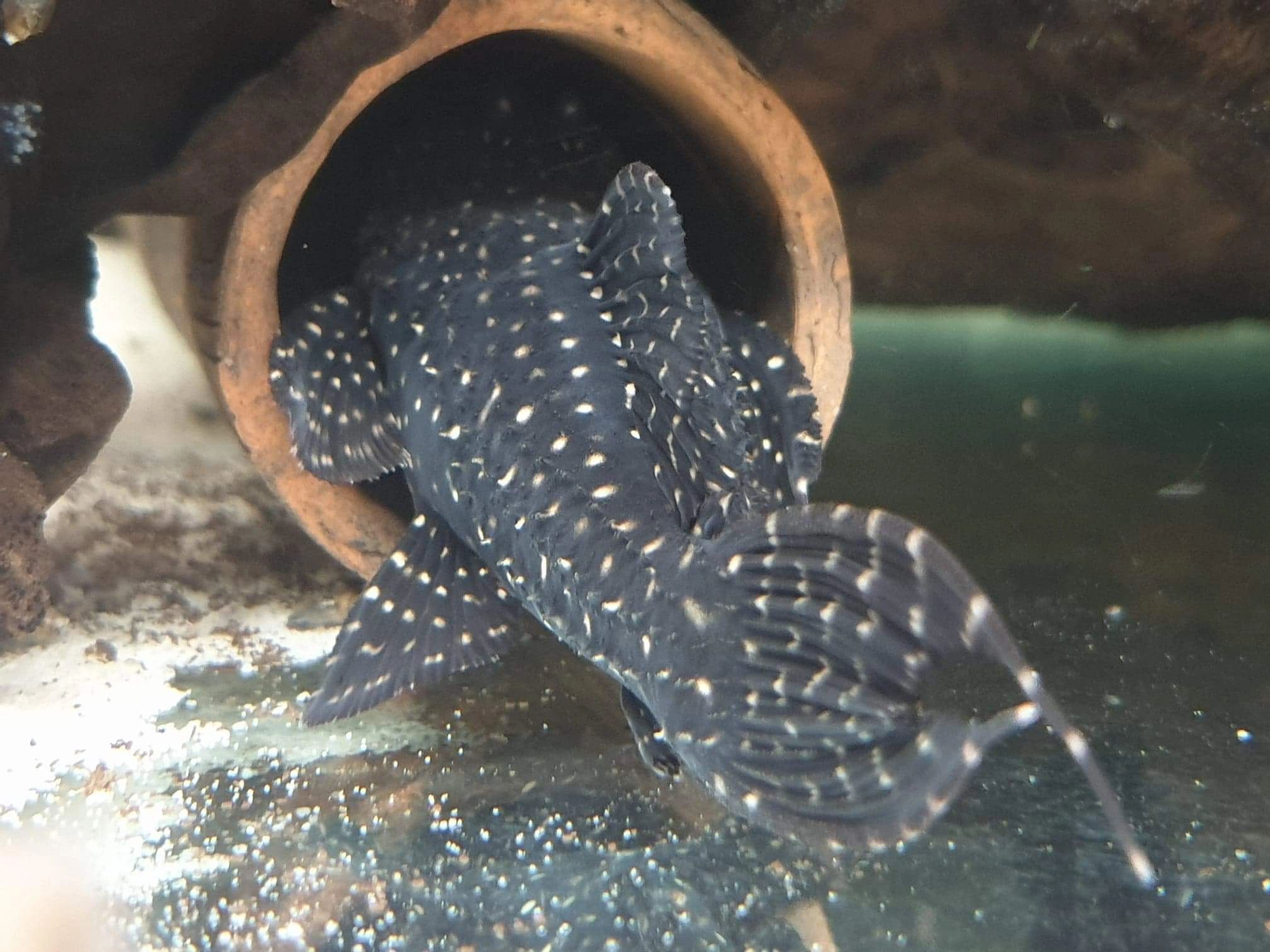 Pleco Caves - ZigZag Fish