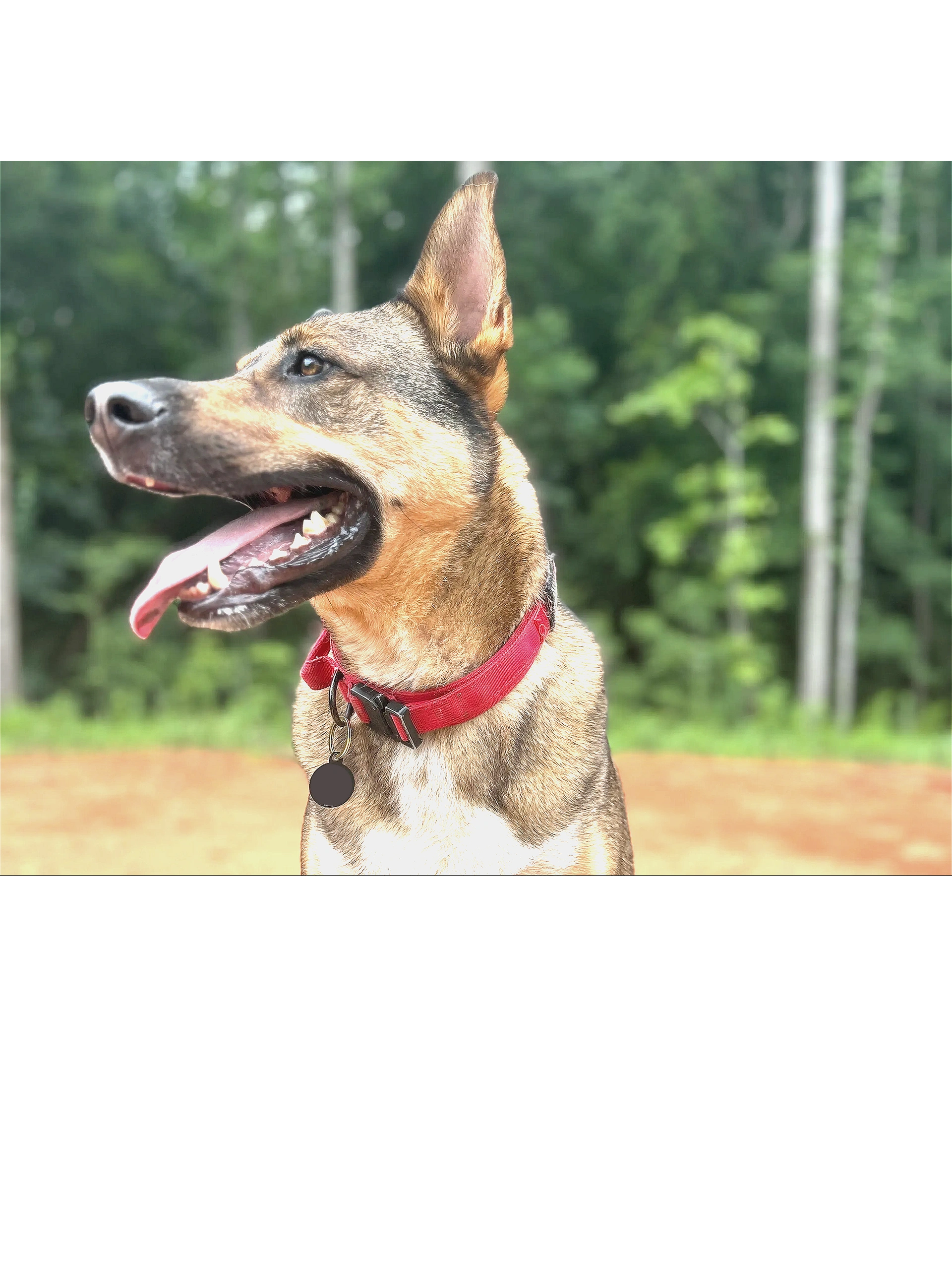 Dog Training Done Right, professional dog training in Waynesville, MO