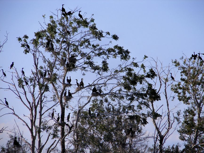 Cormorant Control Program | Straits Area Sportsmen's Club