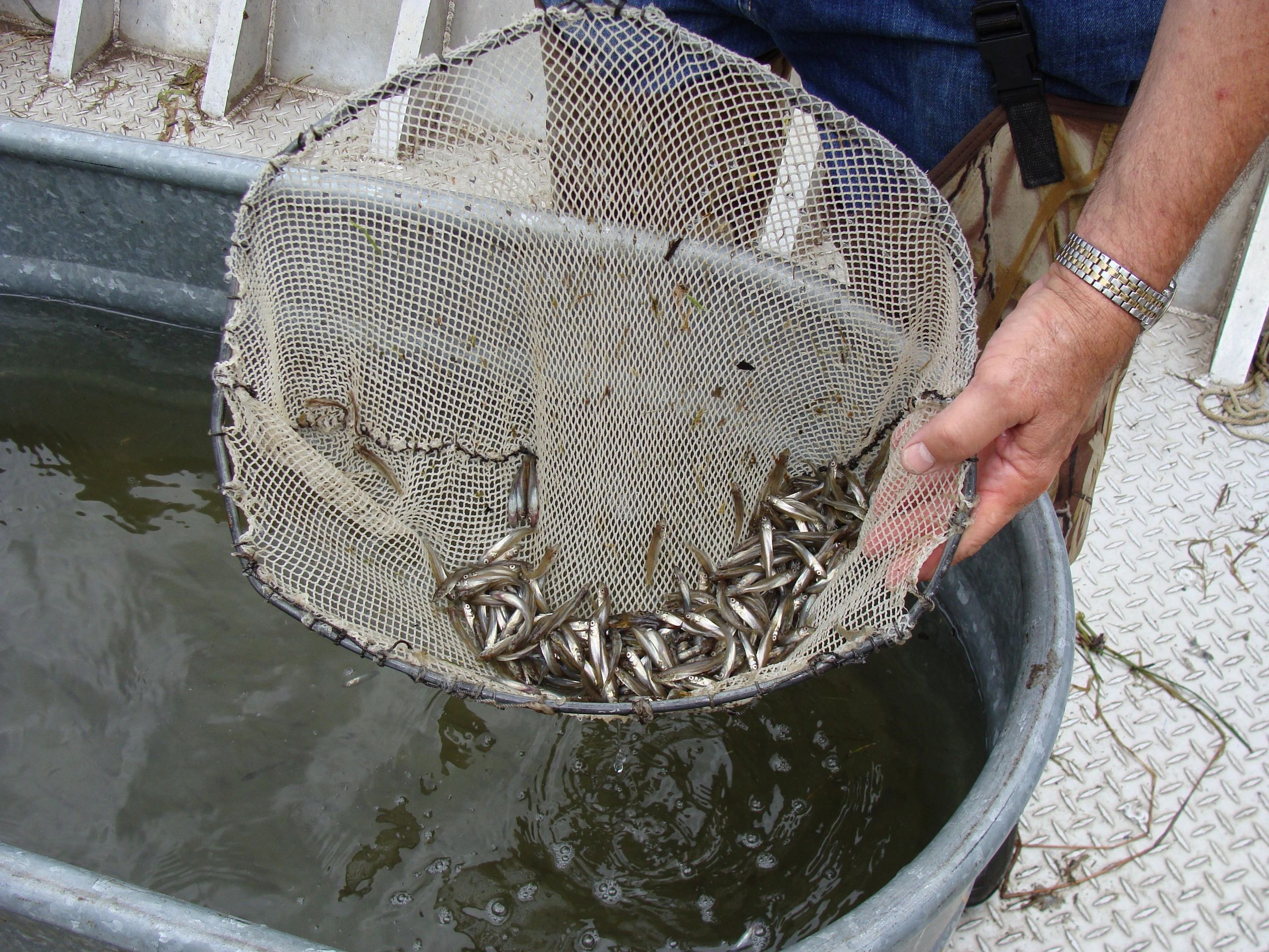 Walleye Stocking Program