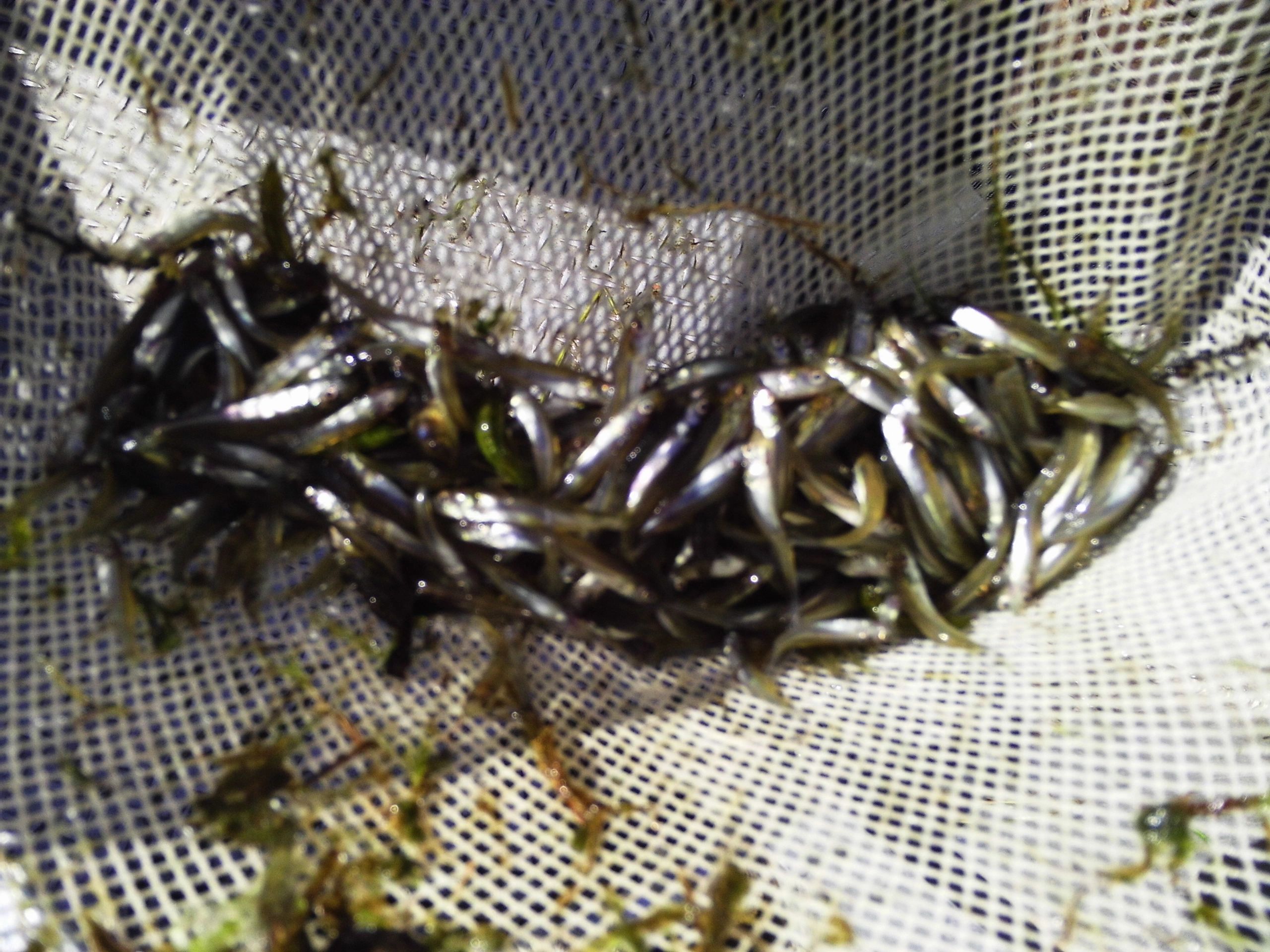 Walleye fingerlings in Brevort Lake