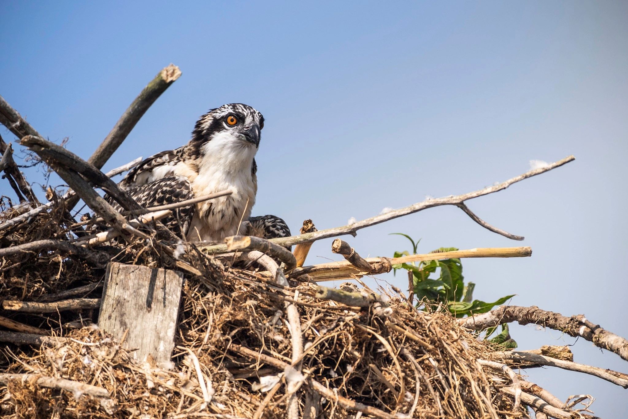 GOV., LEG. Make July ‘Michigan Wildlife Conservation' Month