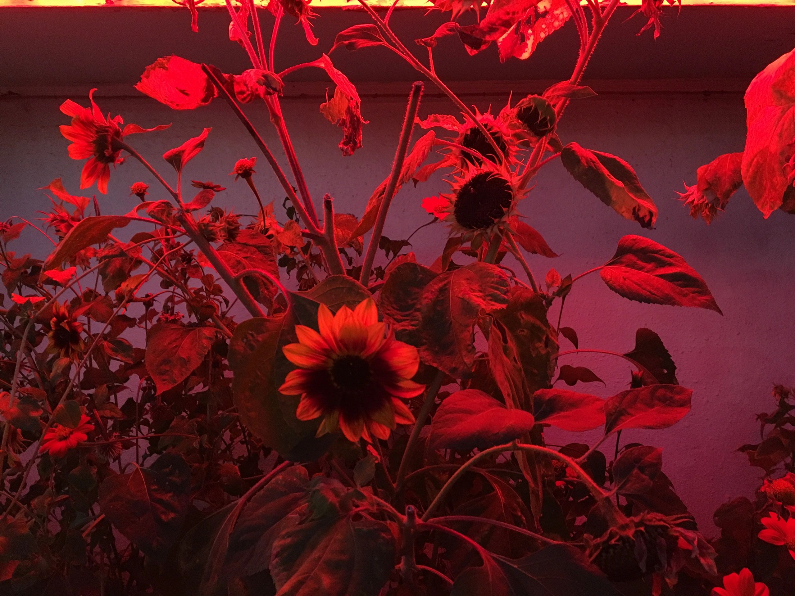 Art, Event Photography - Gregory Schaffer - Seattle, Washington