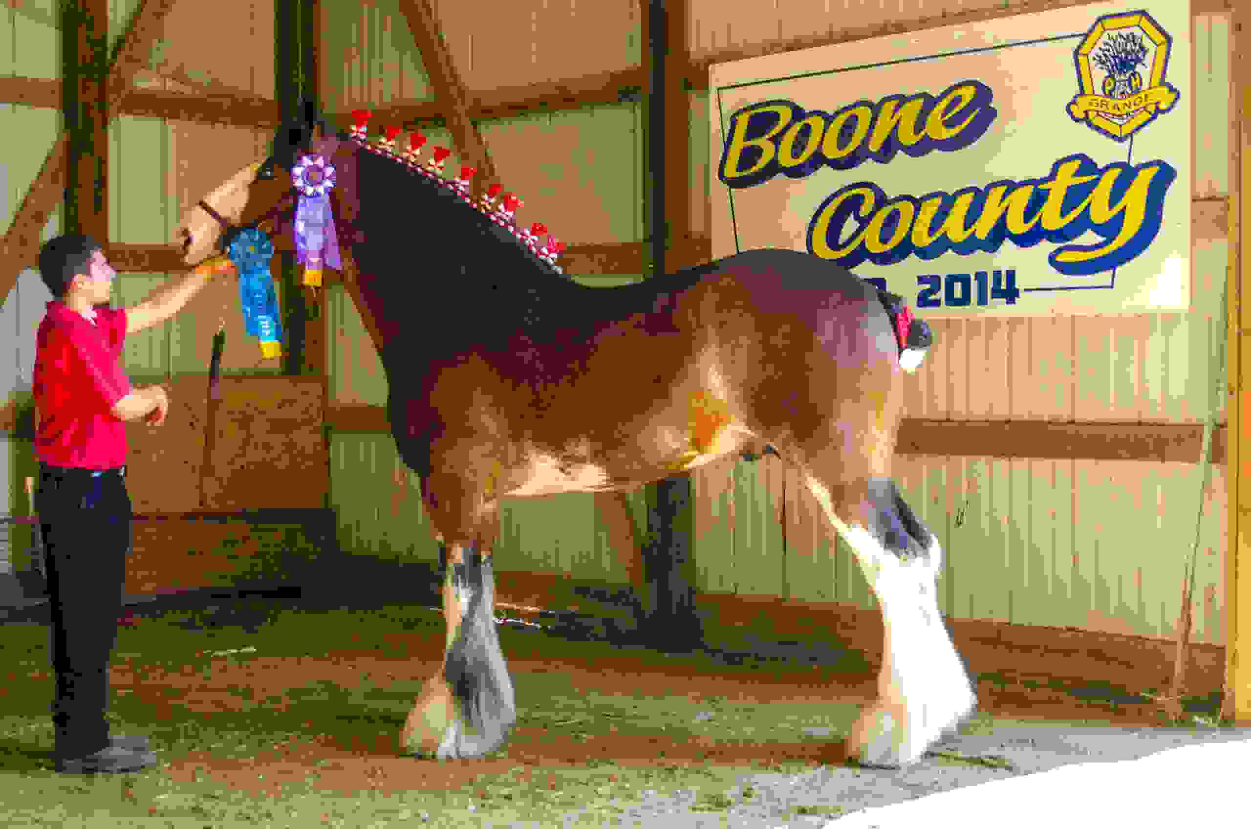 Clydesdale Stallions | Wisconsin Draft Horse Association