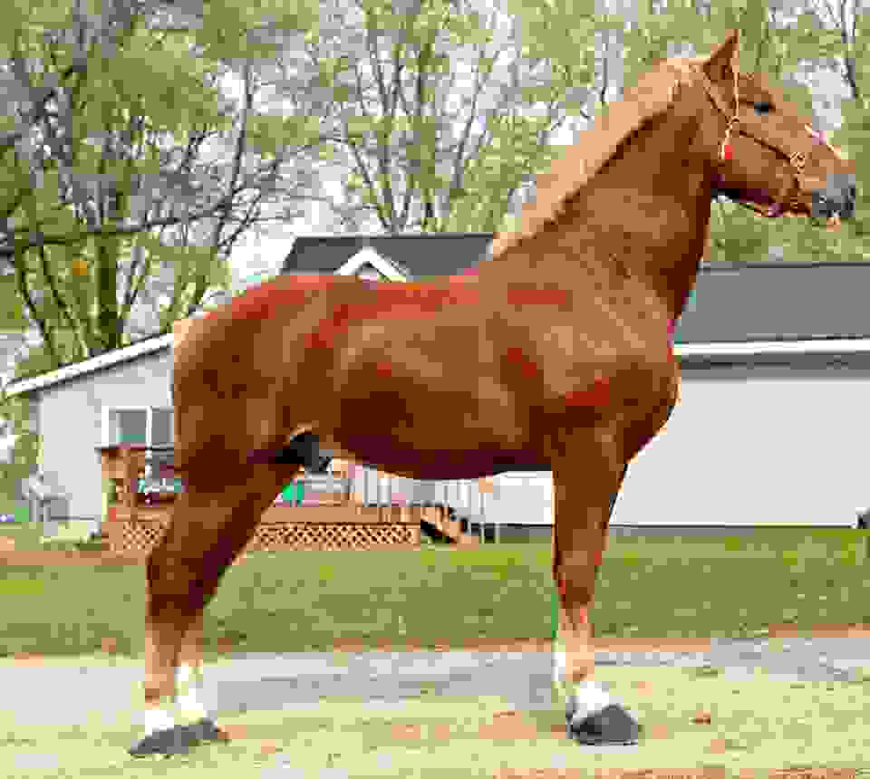 Belgians Stallions | Wisconsin Draft Horse Association