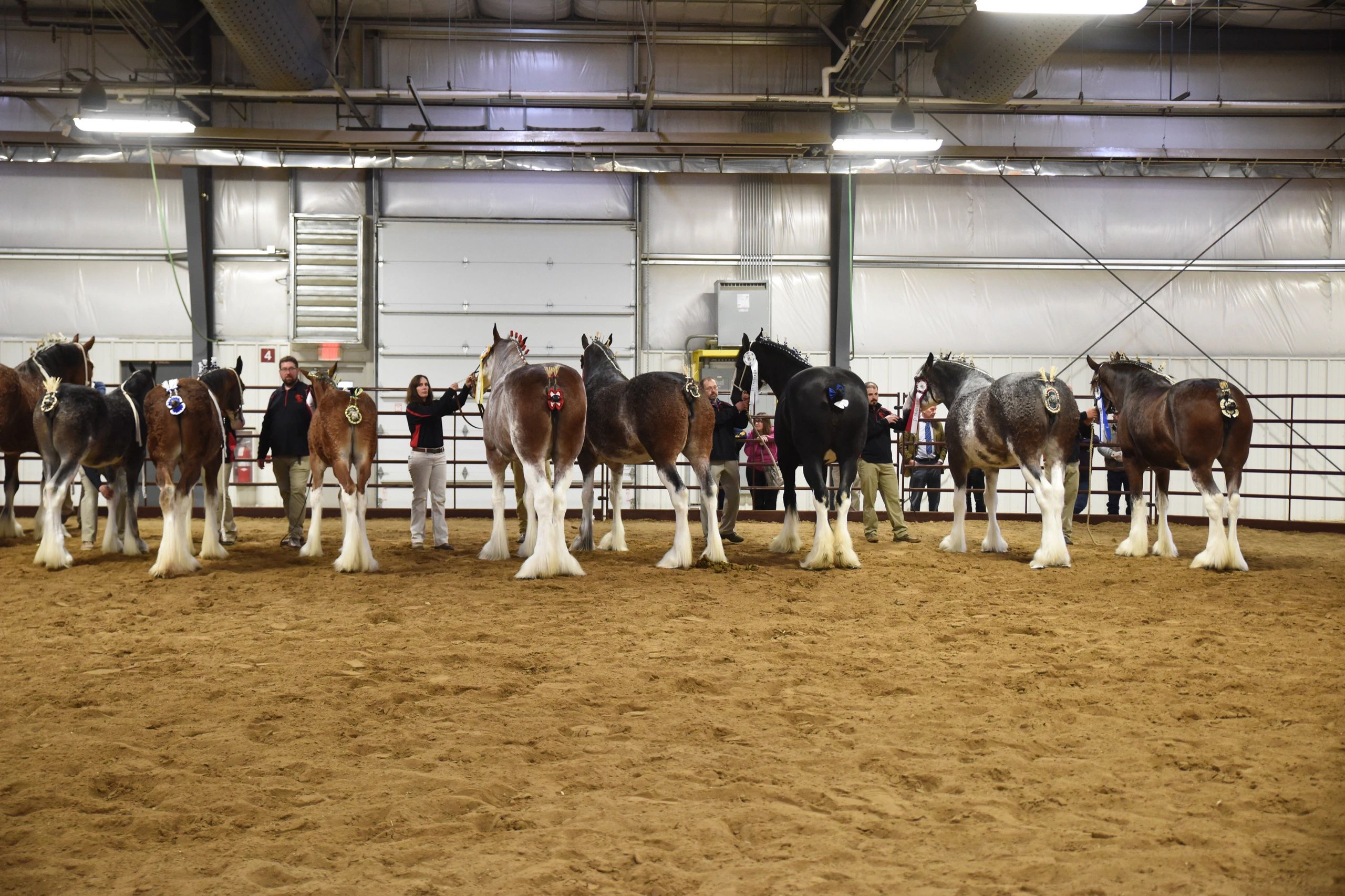 Wisconsin Draft Horse Association
