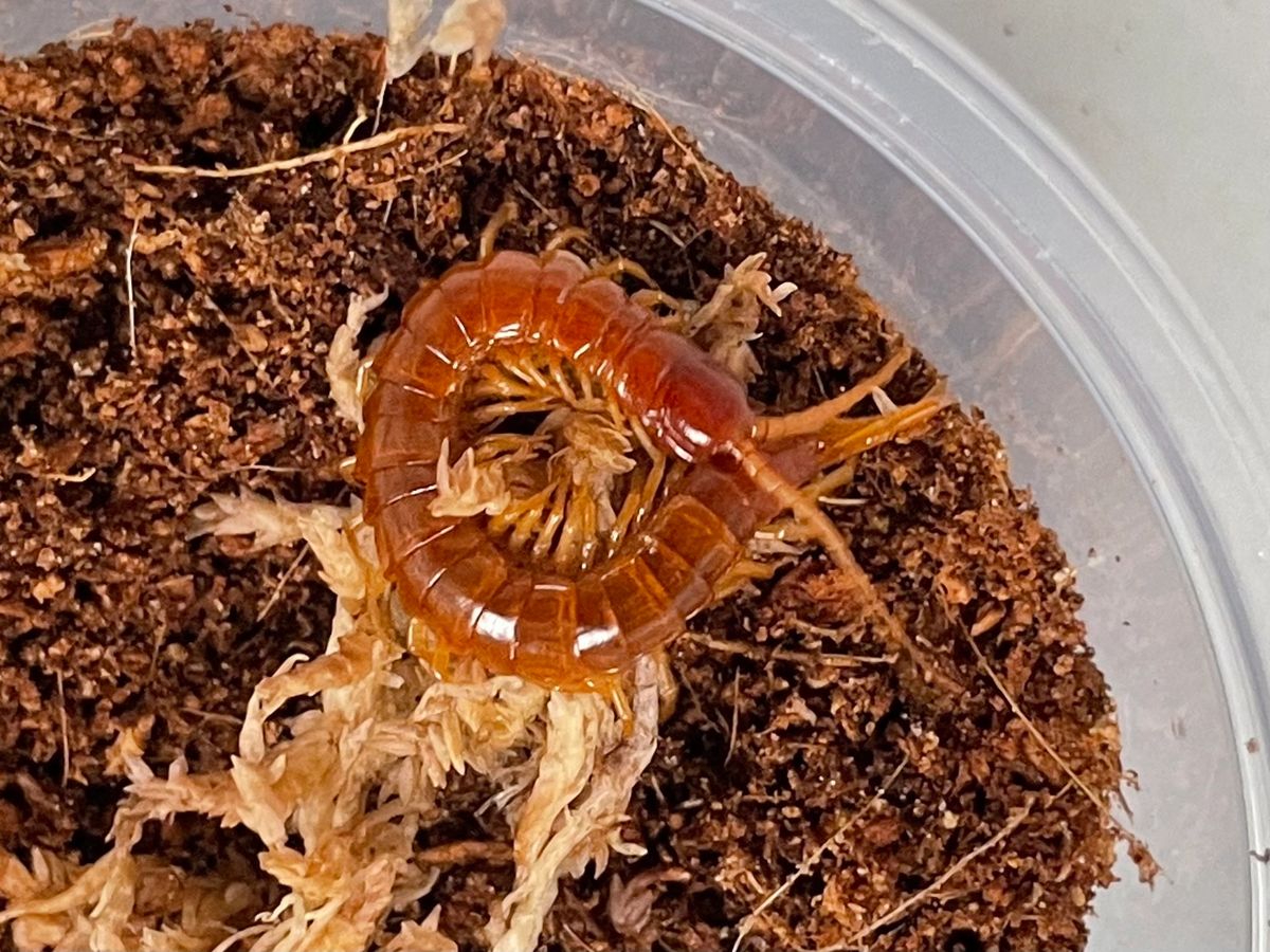 Scolopocryptops sexspinosus - Eastern Red Centipede (Fire Centipede) 1 ...