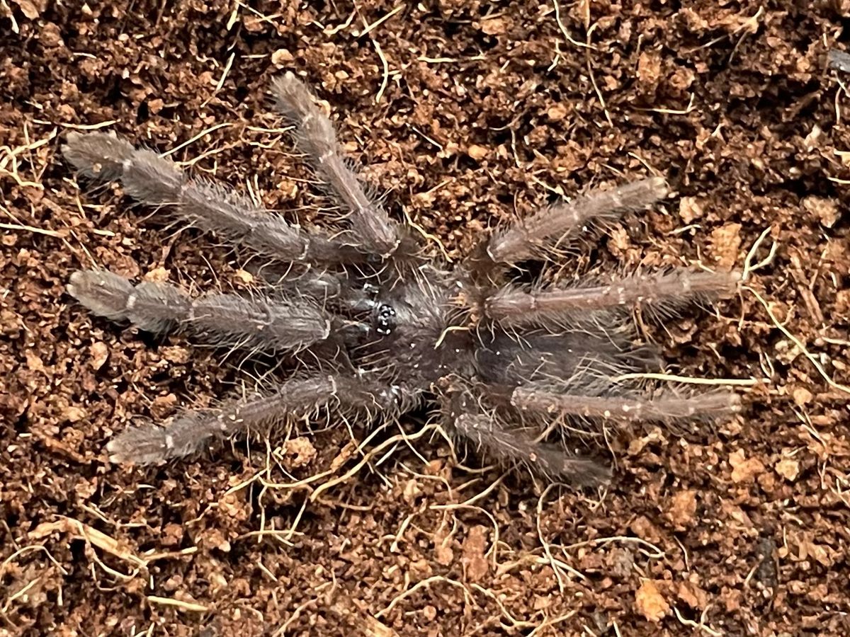 Phormingochilus sp. Sabah Blue - Sabah Blue Earth Tiger 3/4"-1"