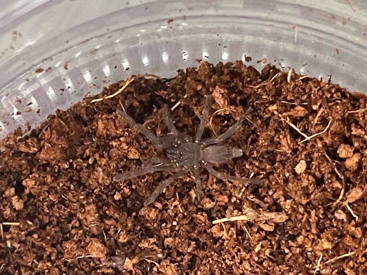 Phlogiellus obscurus - Borneo Ring Leg 3/4"-1"