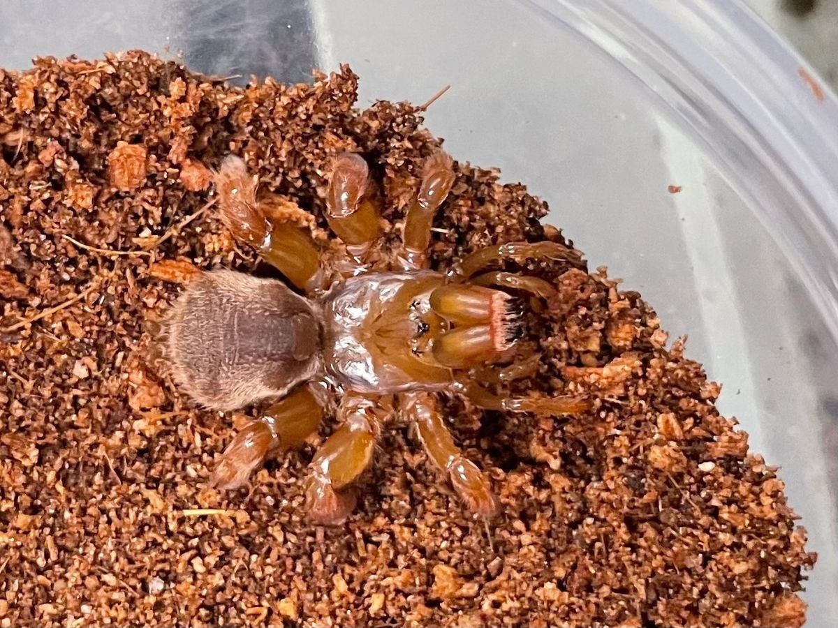 Calommata signata - Chinese Orange Purseweb Sub AD 1"