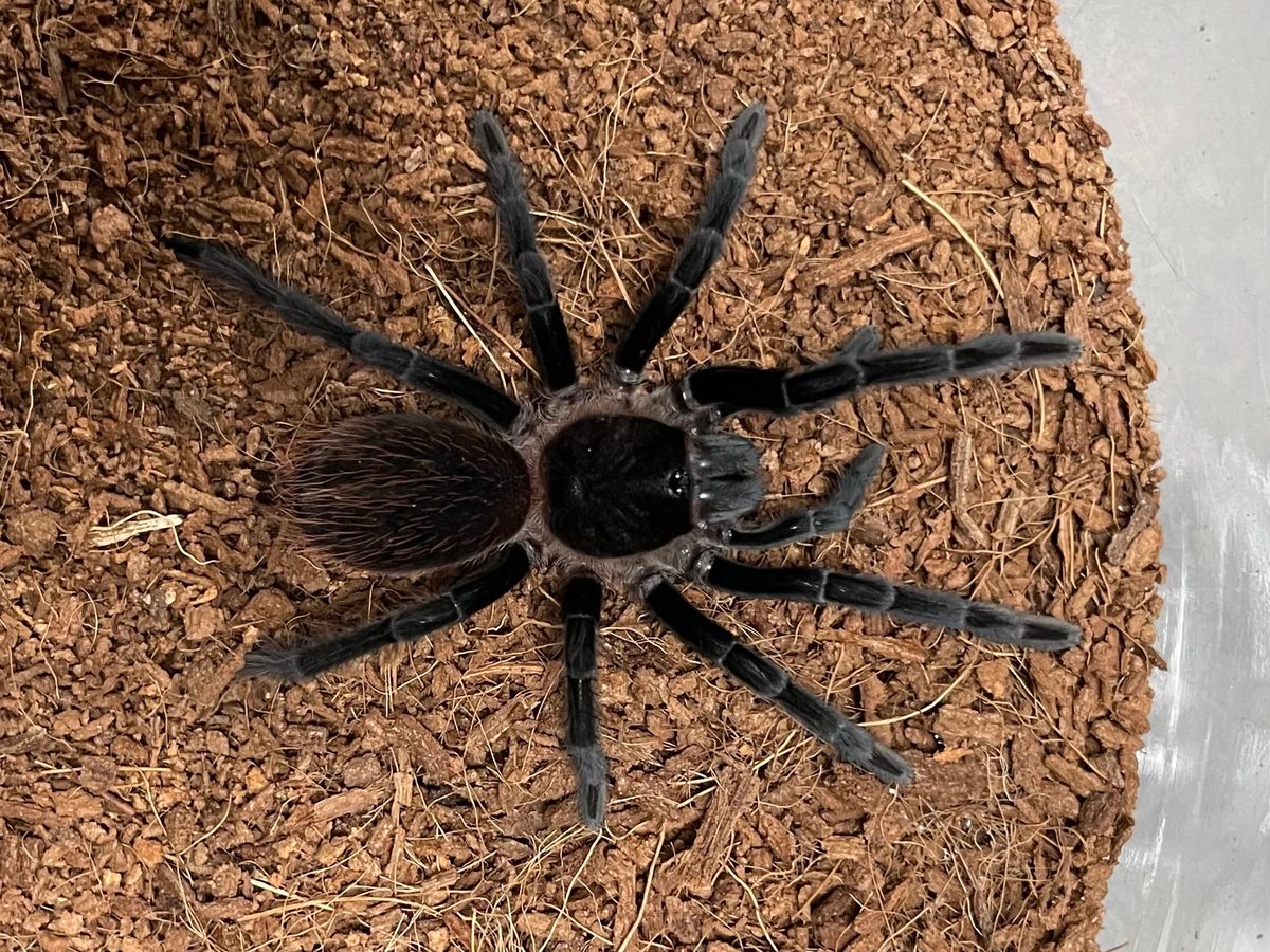 Sericopelma rubronitens - Panama Red Rump 3"