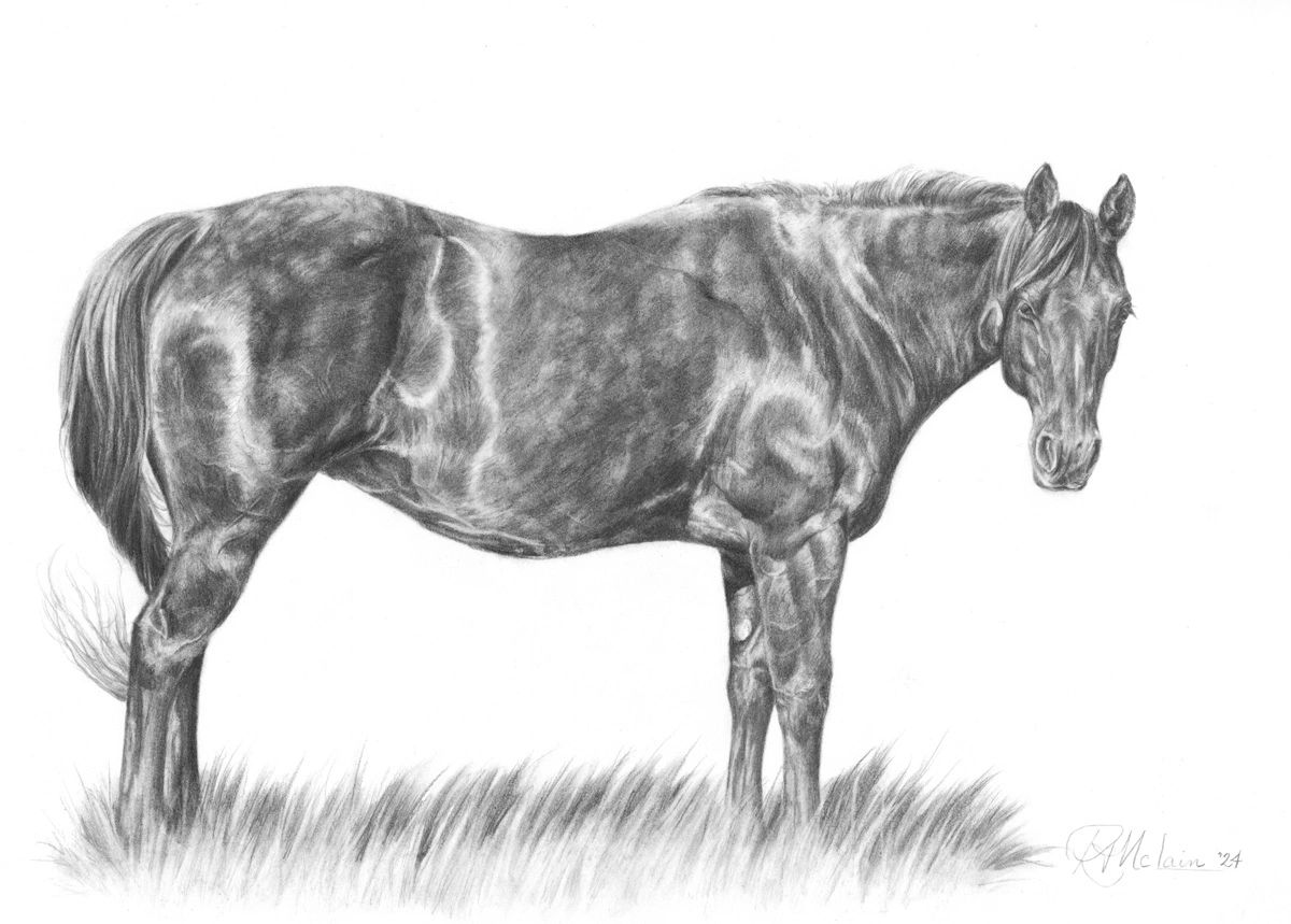 Beautiful Graphite Drawings by Rebekah McLain Fine Art