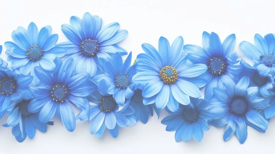 Blue Daisy Facial Spa - Facial Studio, Facials, Skin Care