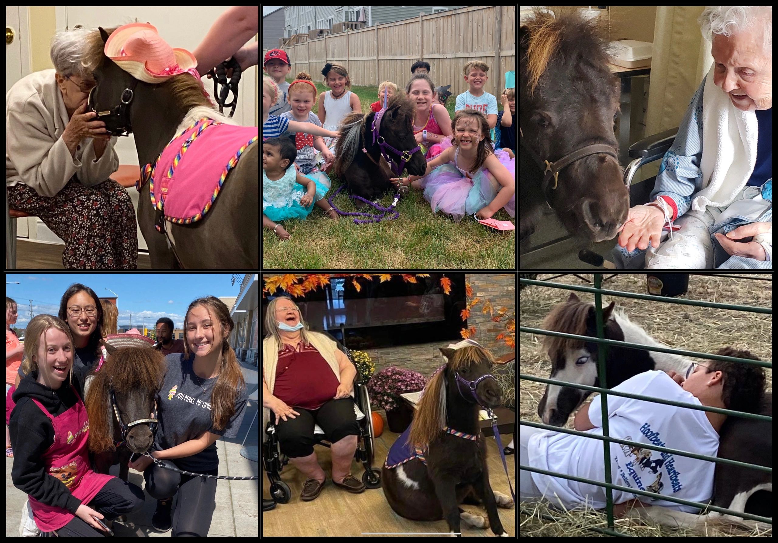 Pony Party Visits, Visits With Mini Horses - Ottawa, Ontario
