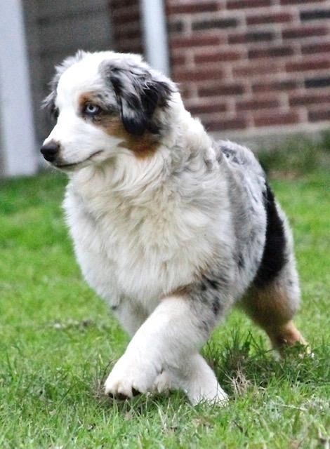 The Aussie Lady - Aussie Puppies, Pets, Dog Breeders