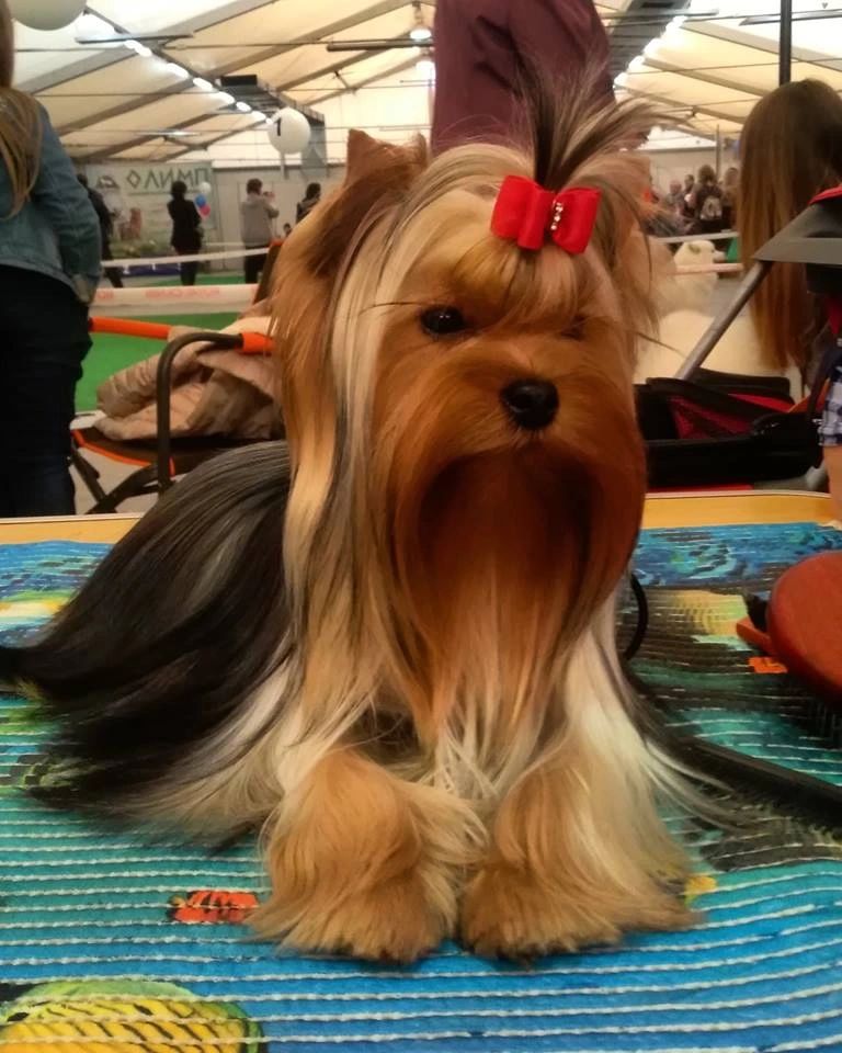 Chikitos Yorkies - Yorkshire Terrier, Yorkies, Puppies