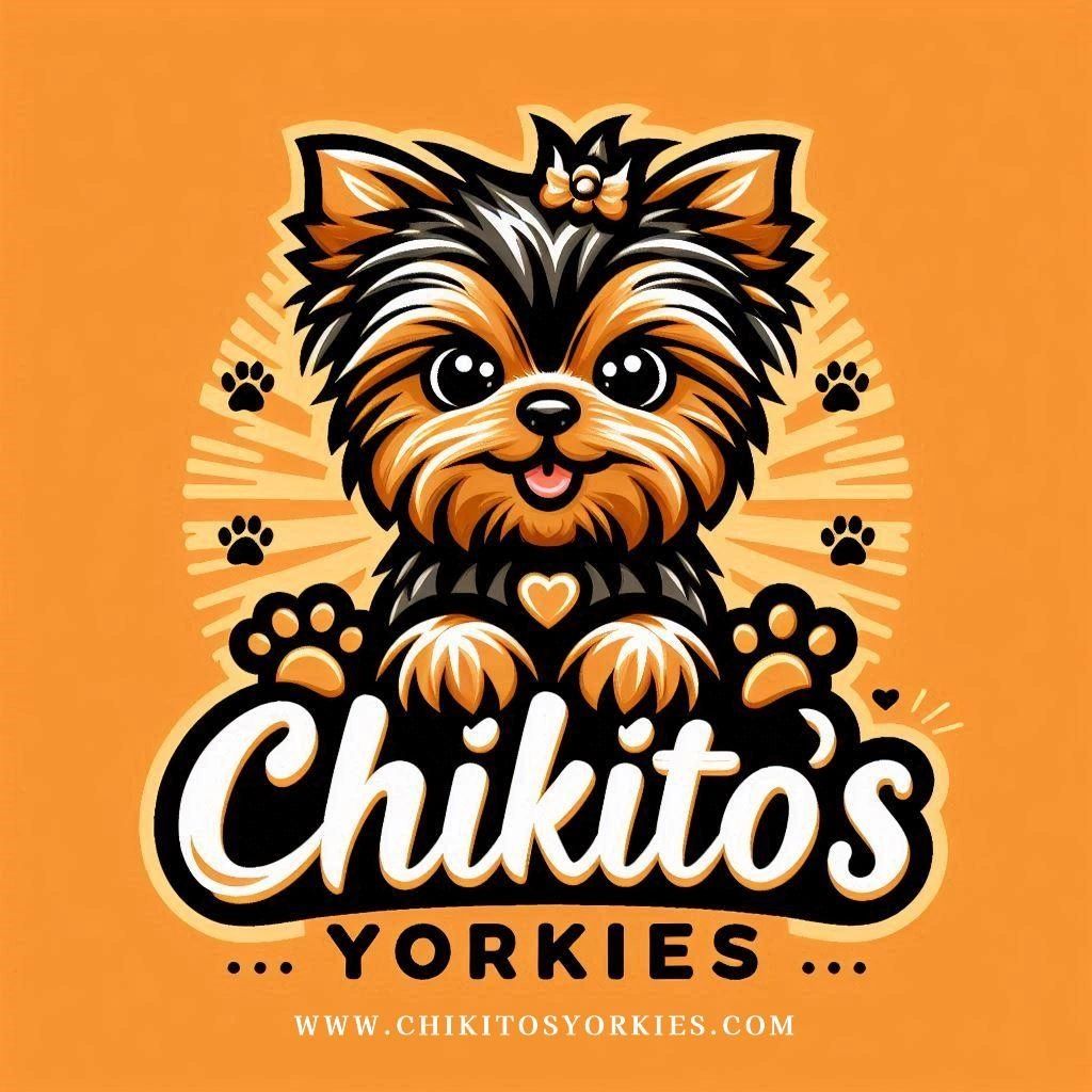 Chikitos Yorkies - Yorkie, Maryland, Yorkshire Terrier
