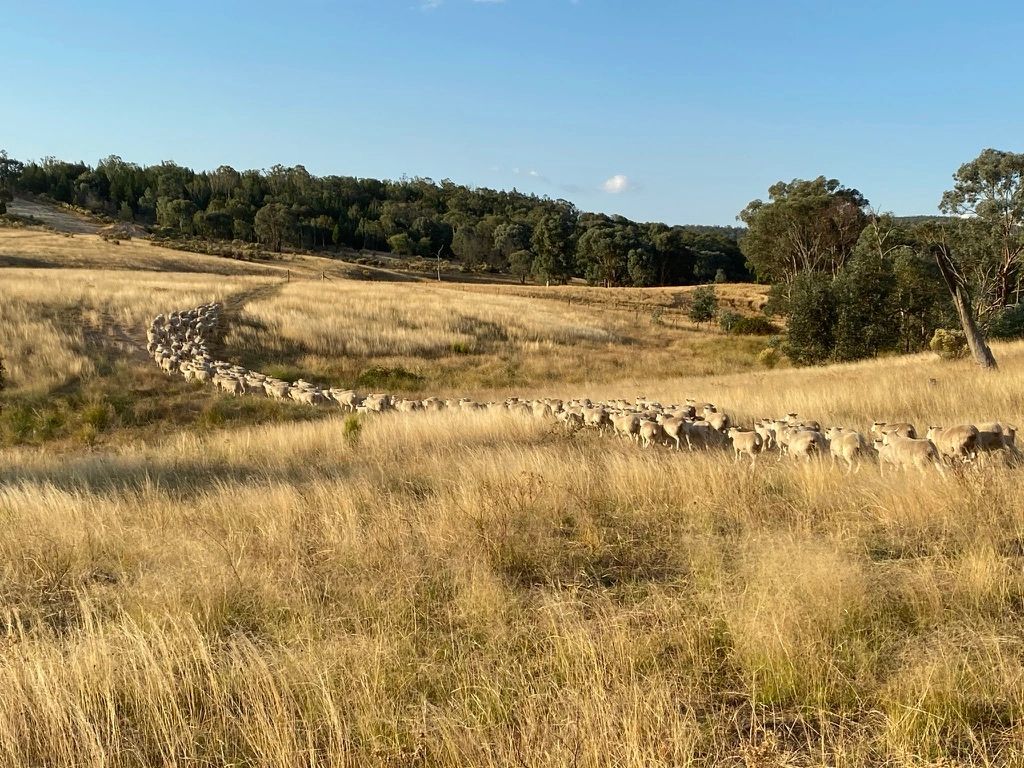 Farm Fresh Lamb | Two Rivers Lamb