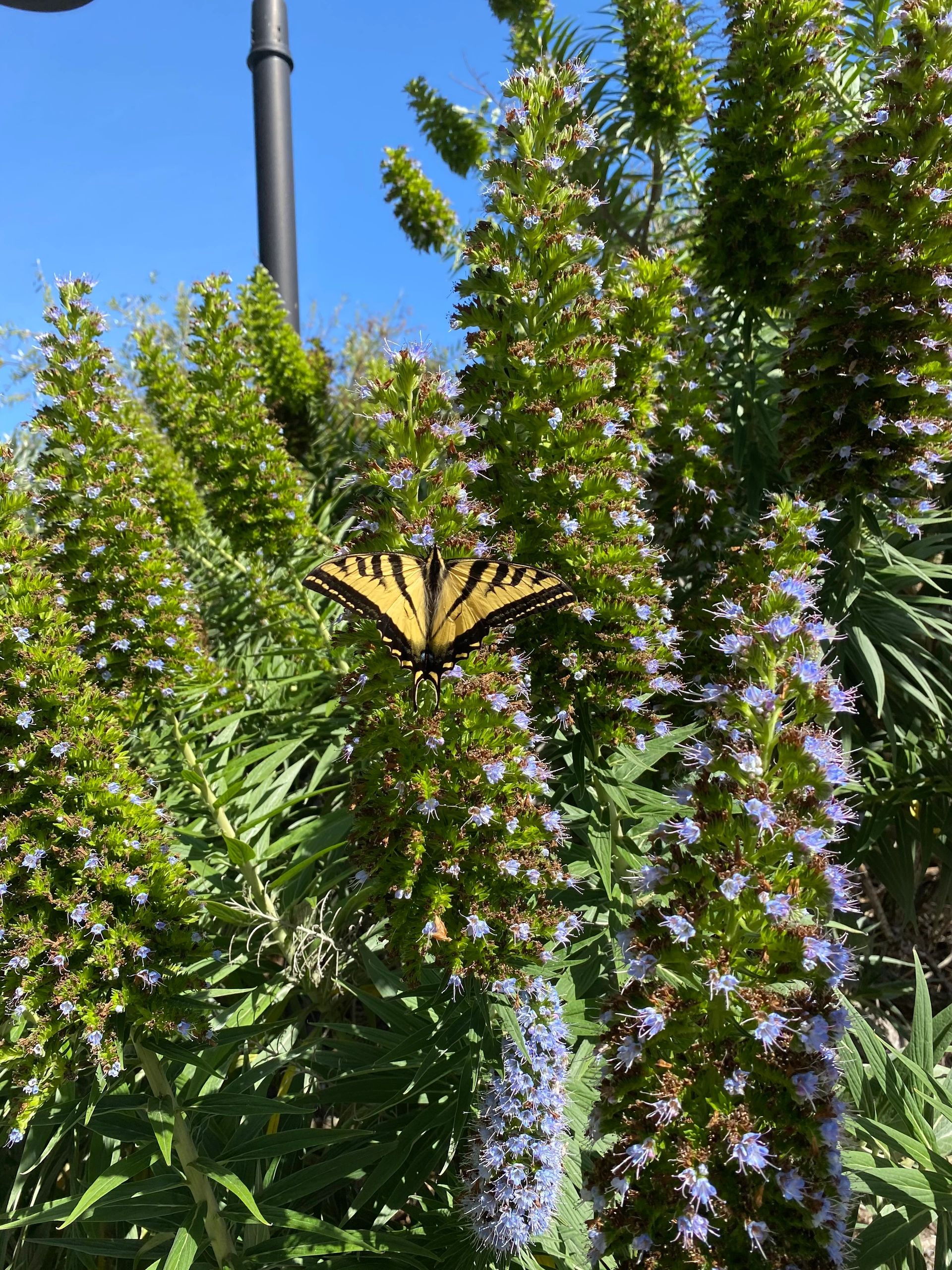 About | Carla Nuñez Therapy