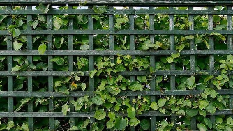 Latticework