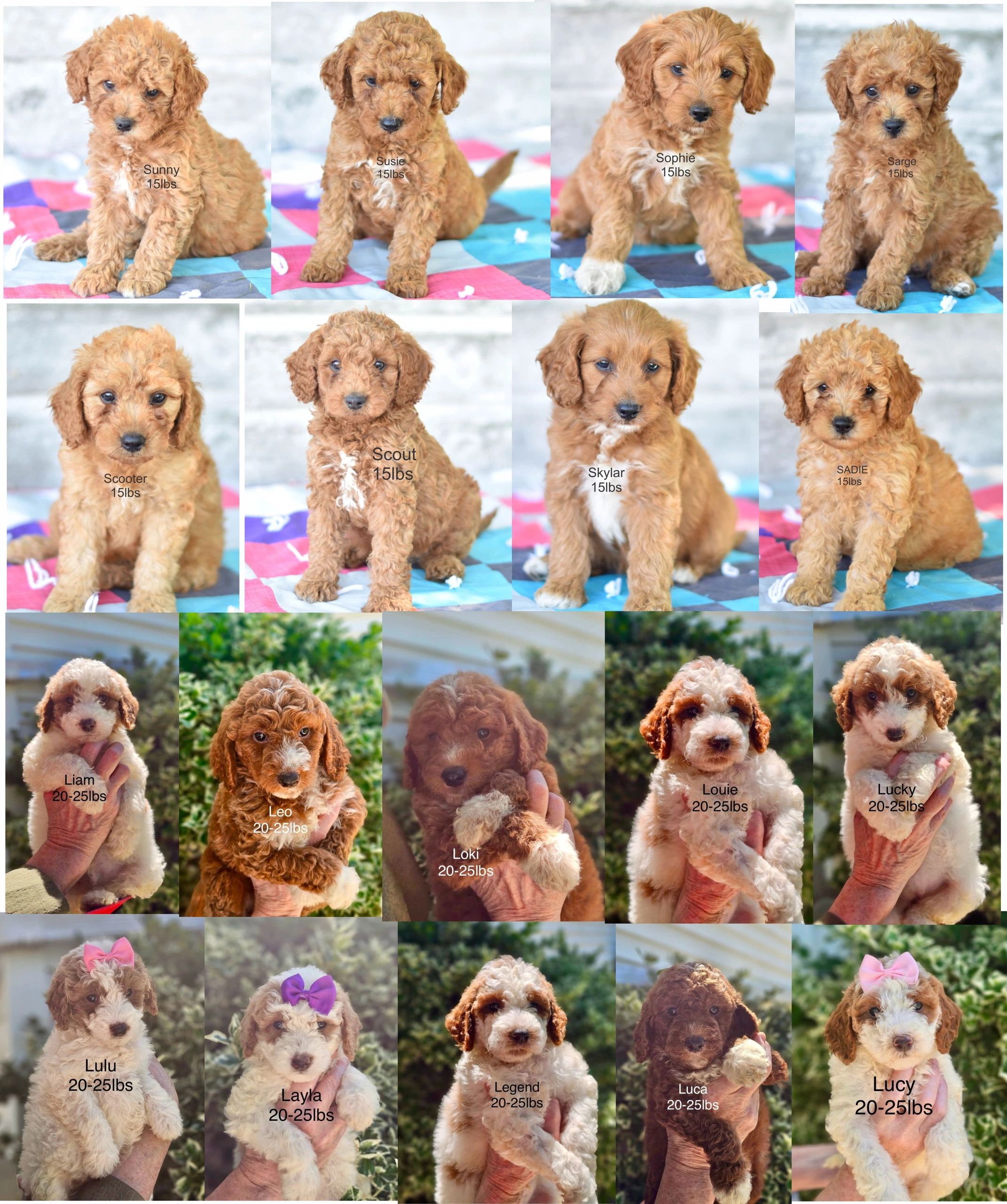 Mini & Micro Mini Doodles - Red Mini Goldendoodles