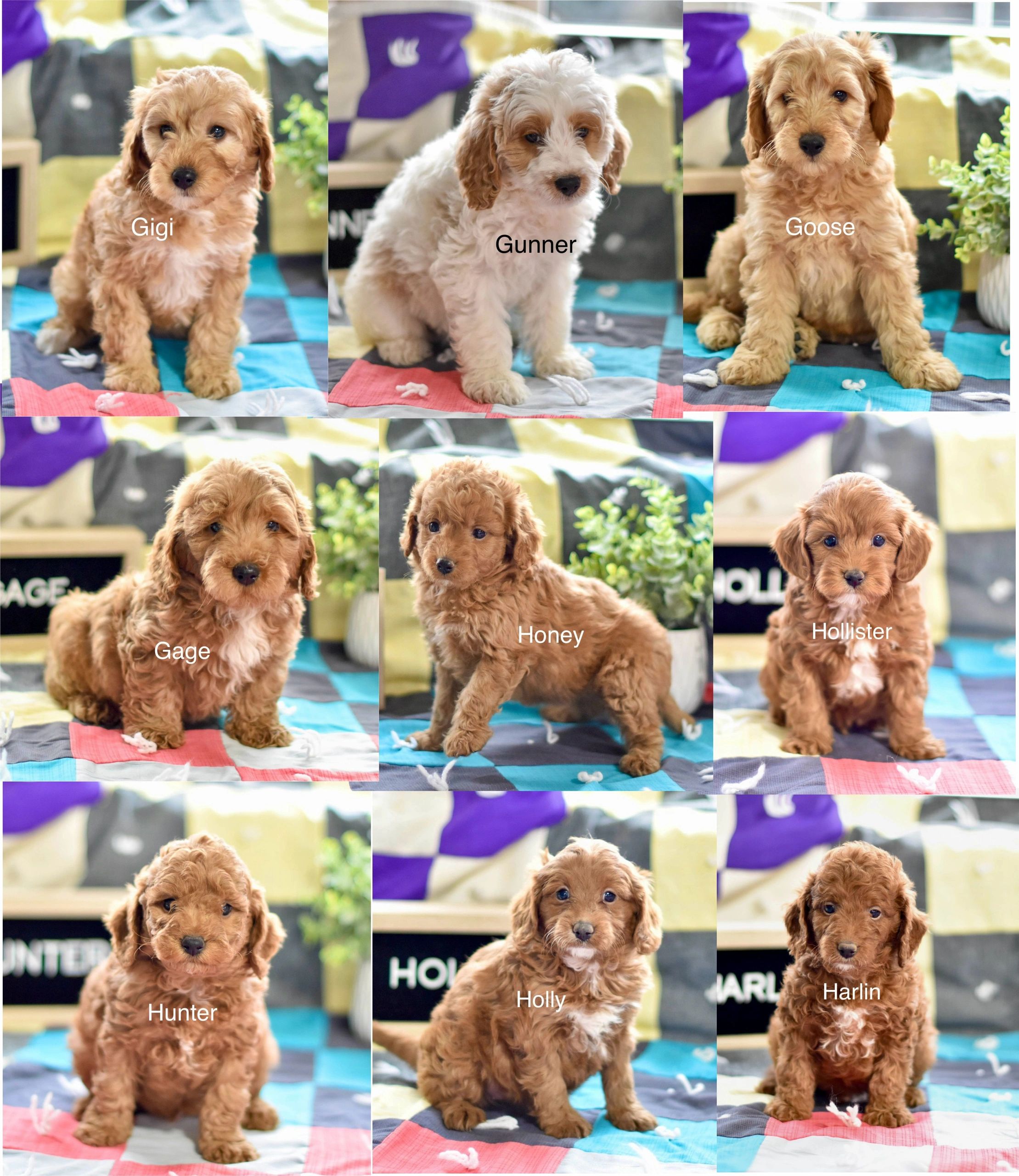 Mini & Micro Mini Doodles - Red Mini Goldendoodles