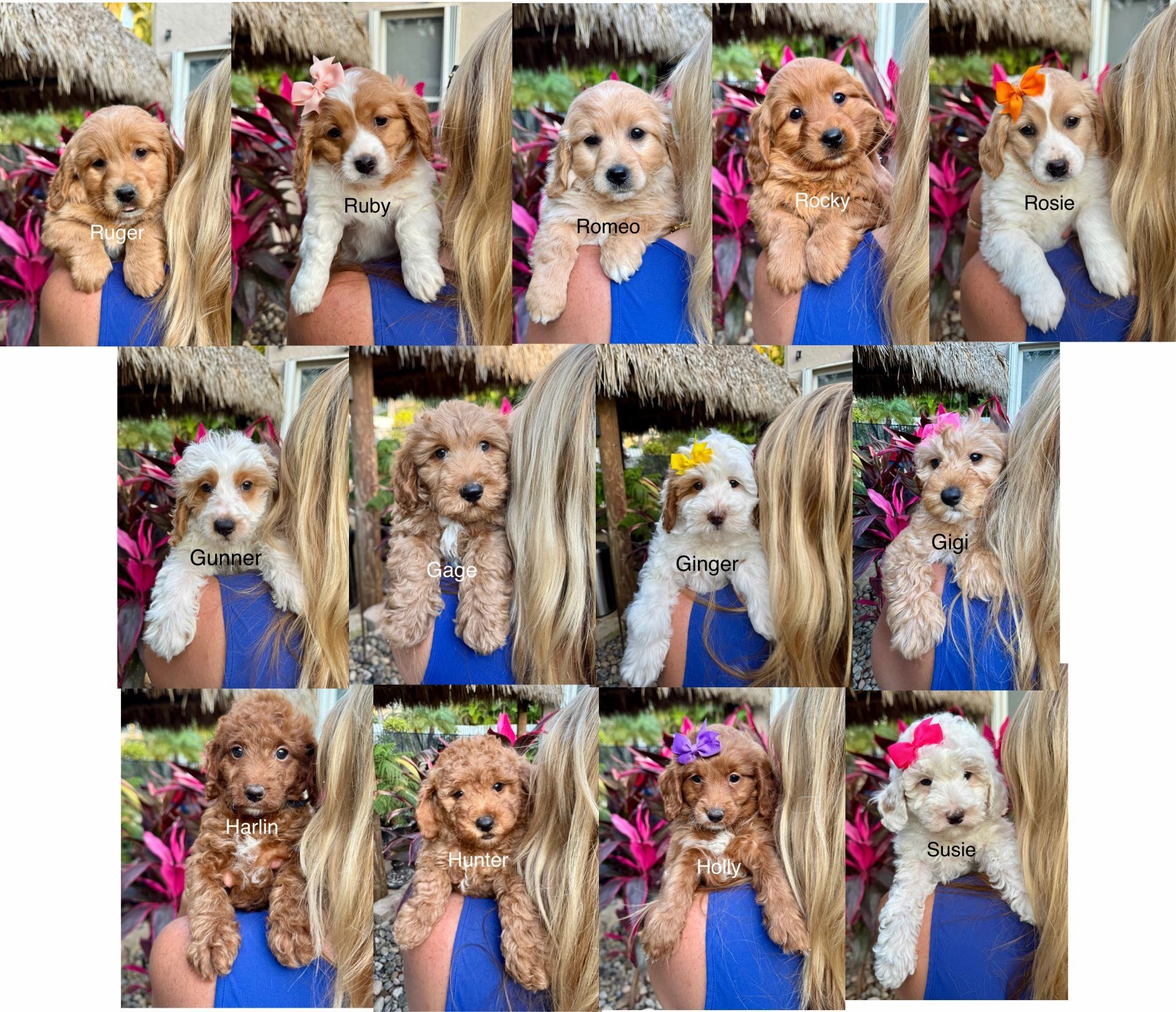 Mini & Micro Mini Doodles - Red Mini Goldendoodles