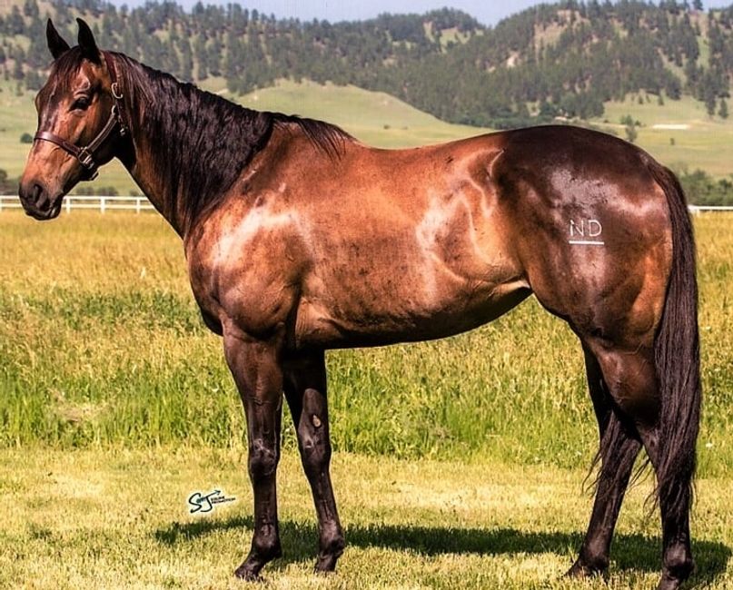 Pedigree.Austi | ND Bar Quarter Horses