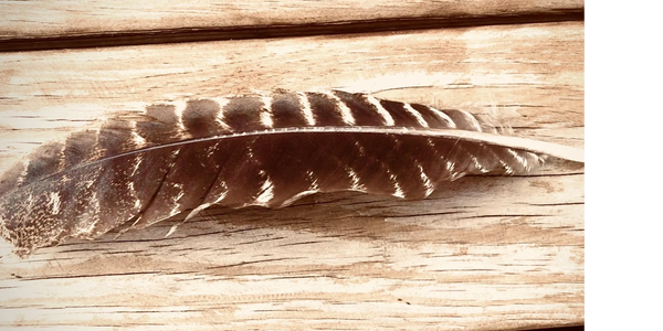 About | Shikoba Essex