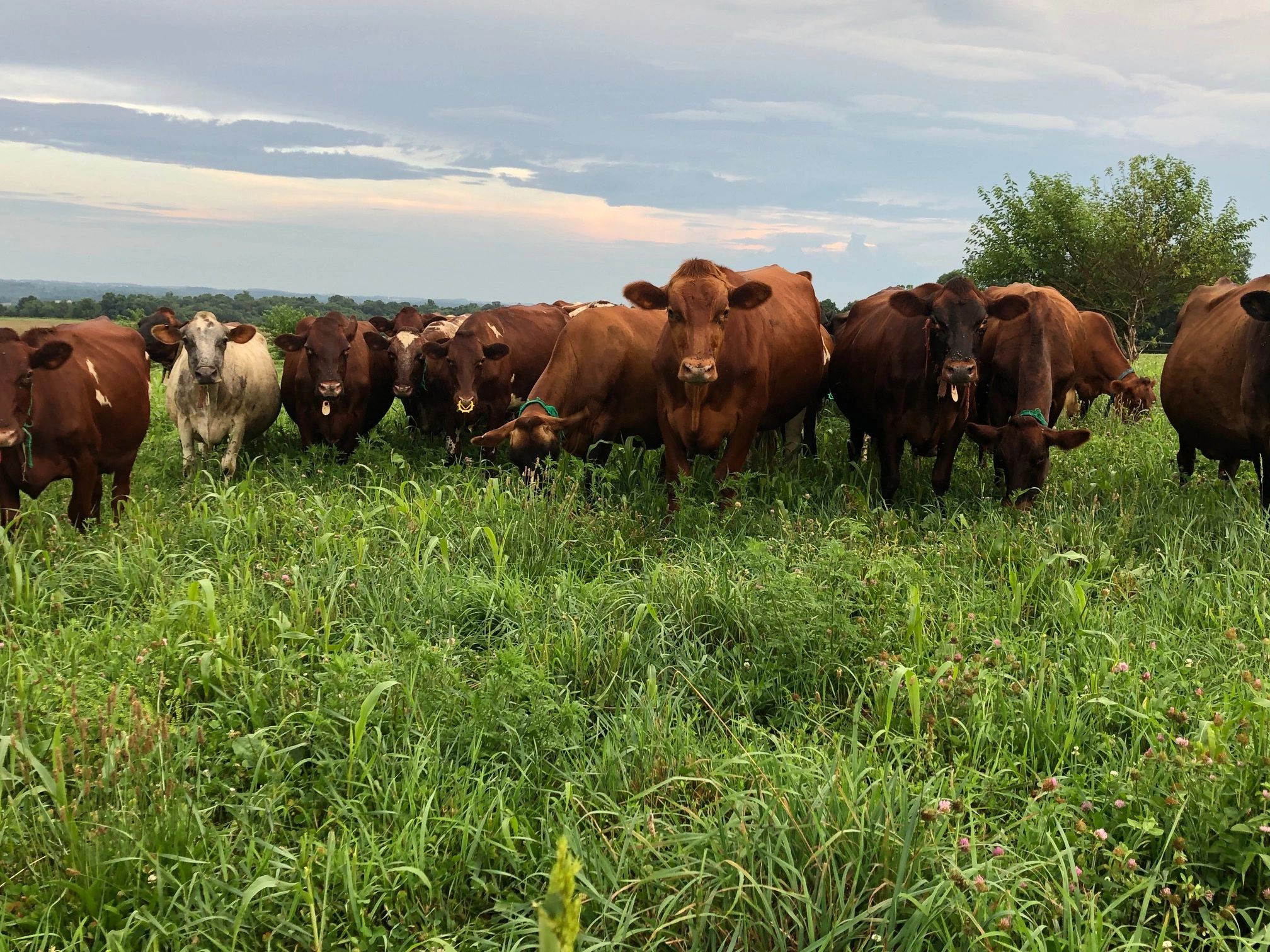 Grass Valley Dairy - Pastured, Grass Fed/Finished, Farm