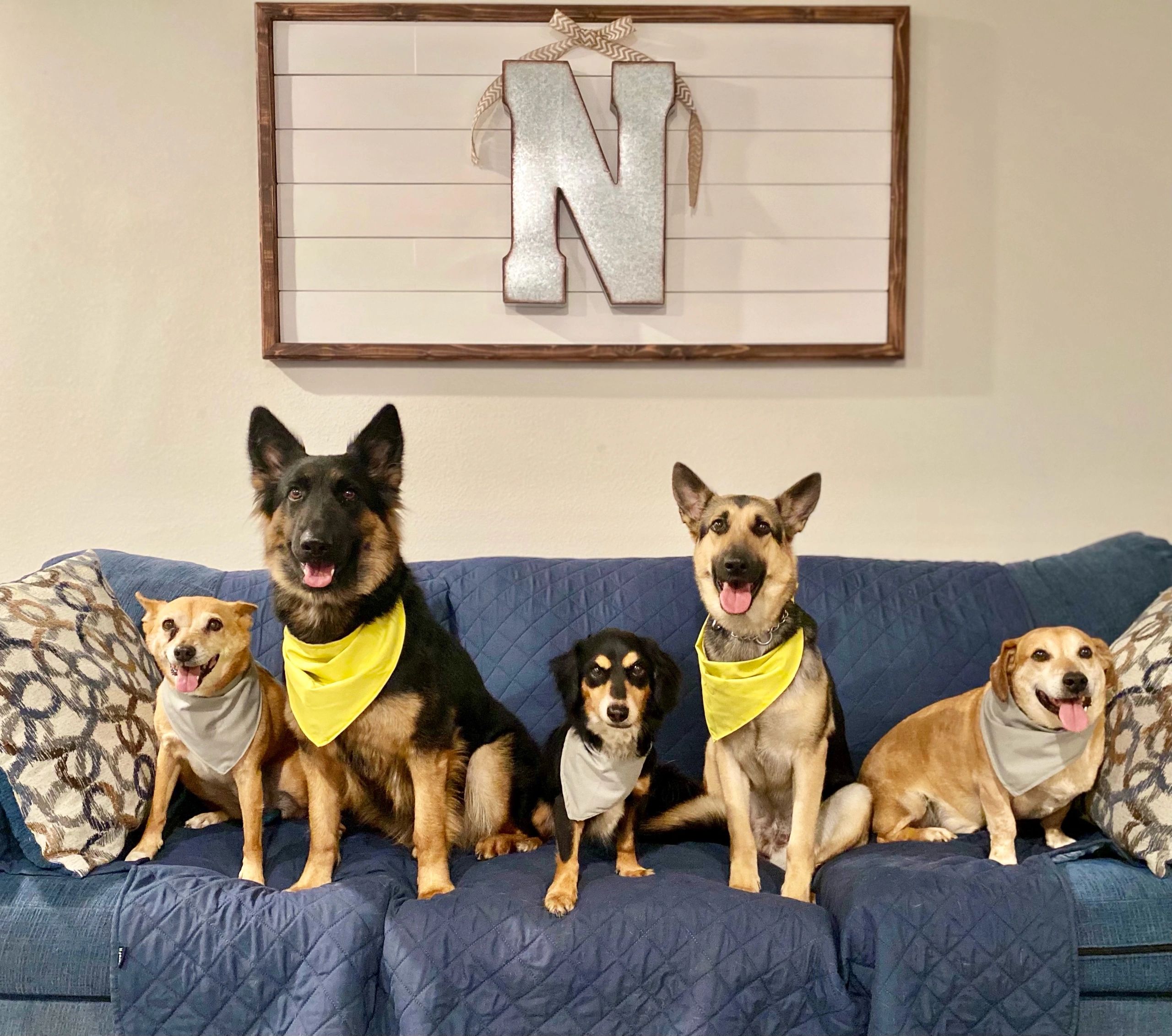 Dog Training - Navarro Dog School of Hard Knocks