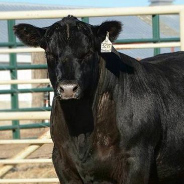 Marshall and Fenner Farms