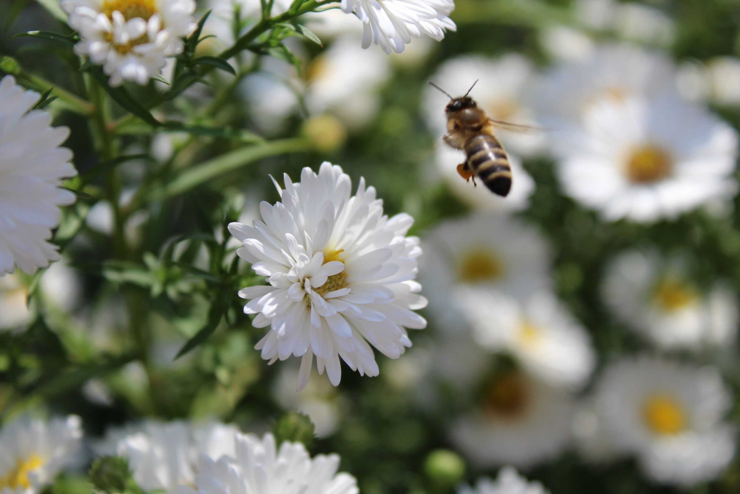 Apply for Honeybee Habitat Assistance