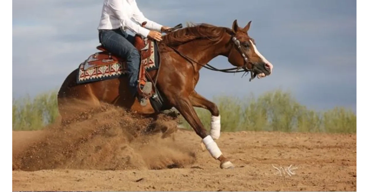 Arabian Reining Horse Association