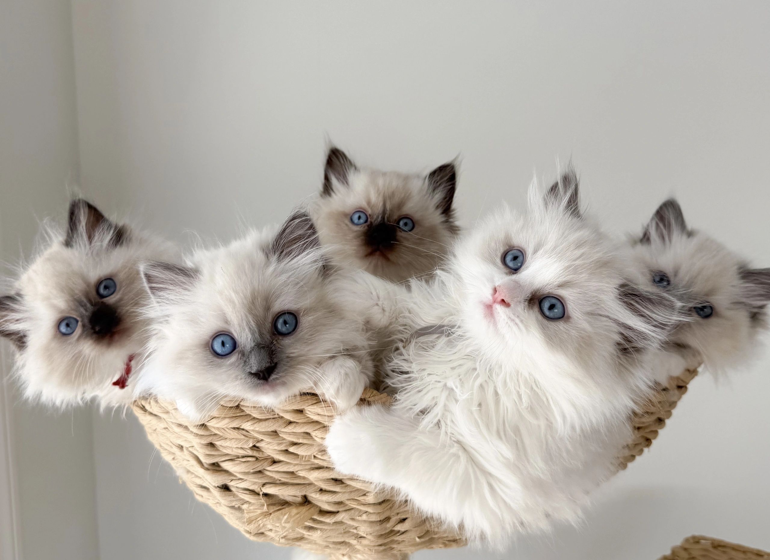 Ragdoll Kittens for Sale | Best Breeder | TICA Registered